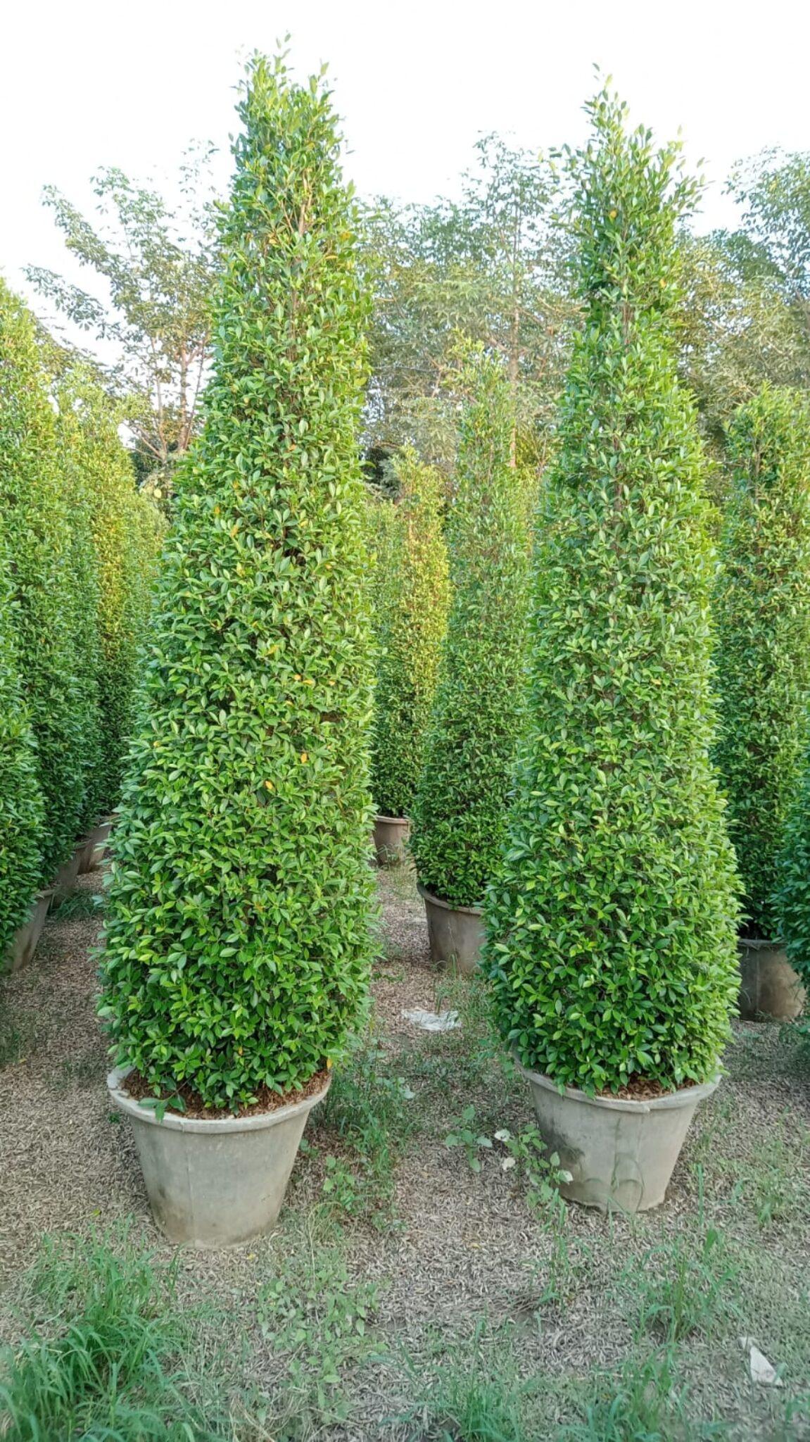 Ficus Cone – Pak Plants
