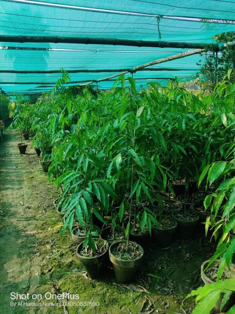 Ulta Shok – Pak Plants