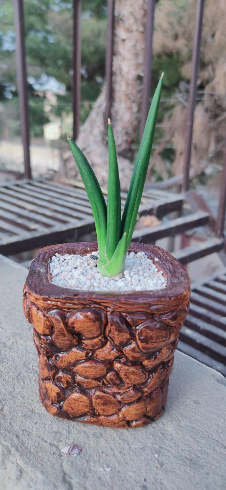 Sansevieria Boncel shadow – Pak Plants