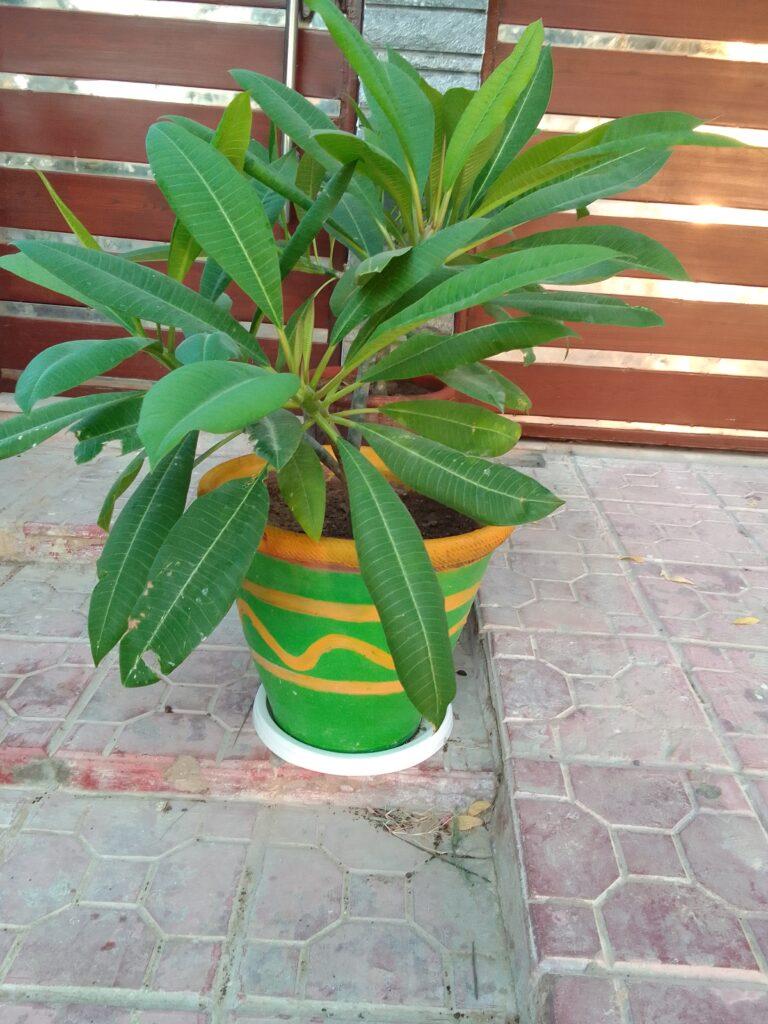 Pink champa – Pak Plants