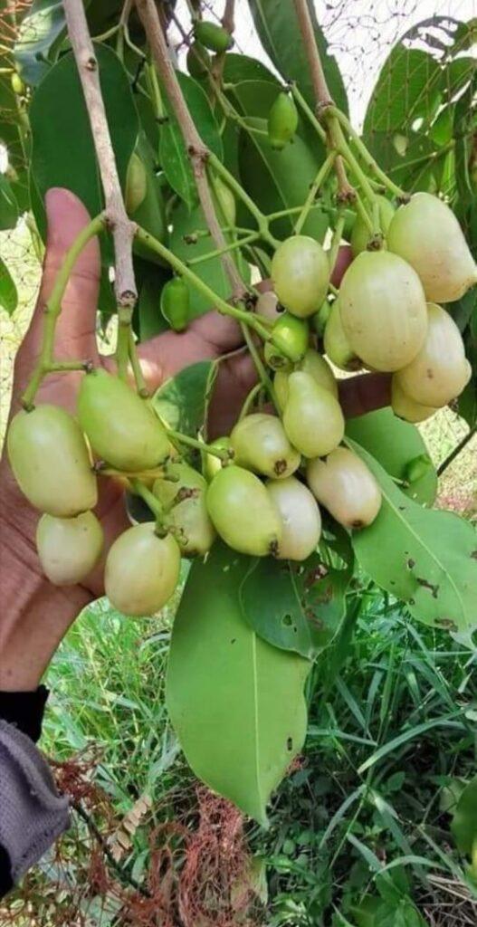 Jamnu – Pak Plants