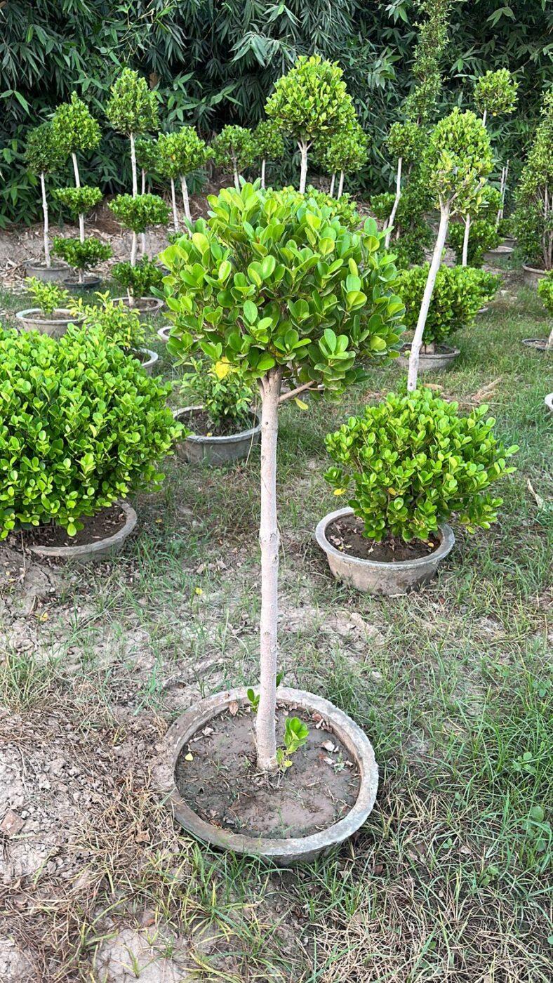 Panda Ficus – Pak Plants