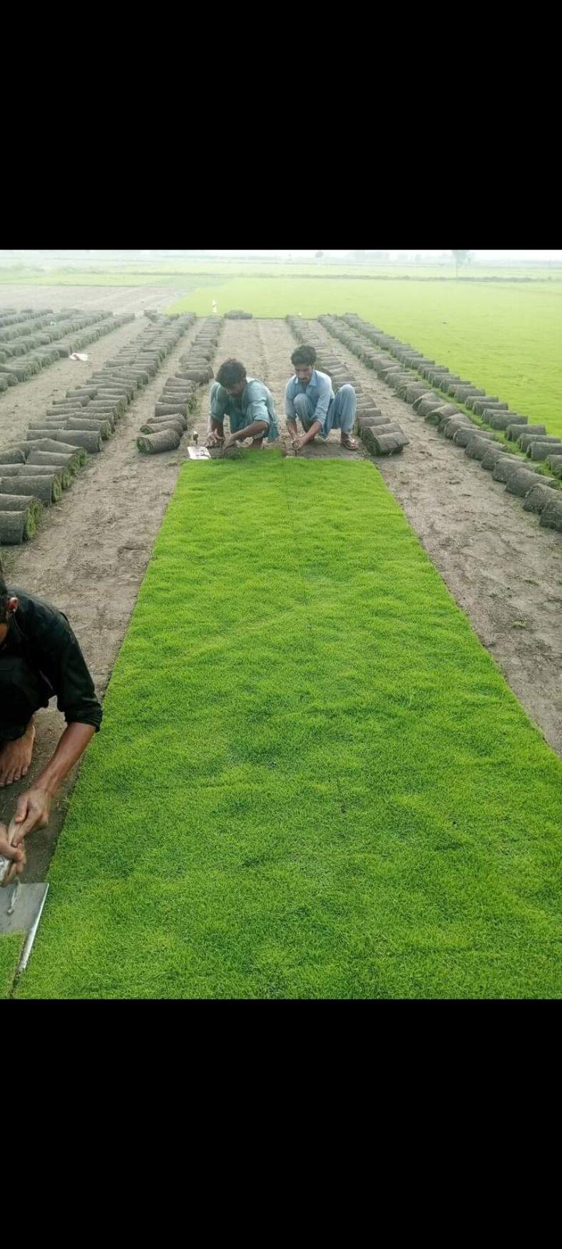 Korean Grass – Pak Plants