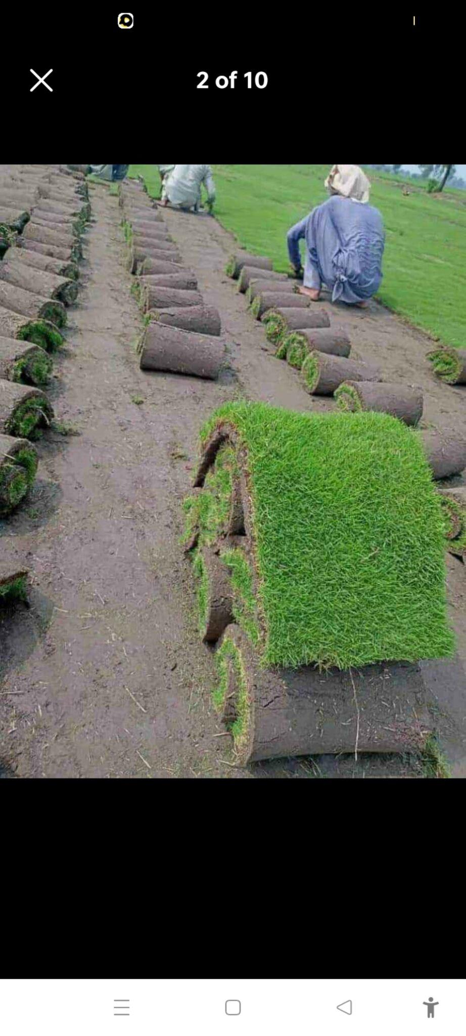 Korean Grass – Pak Plants