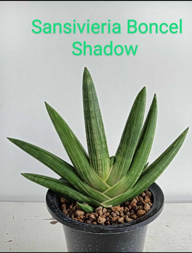 Sansevieria Boncel shadow – Pak Plants