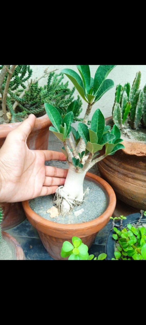 Adenium arabicum – Pak Plants