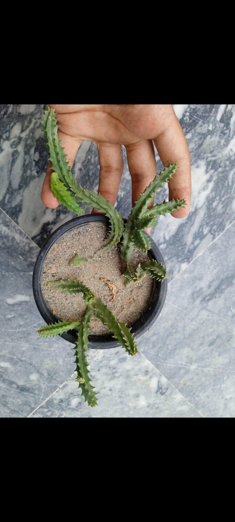 Stapelia Huernia zebrina – Pak Plants