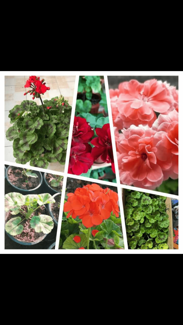 Geranium plant – Pak Plants