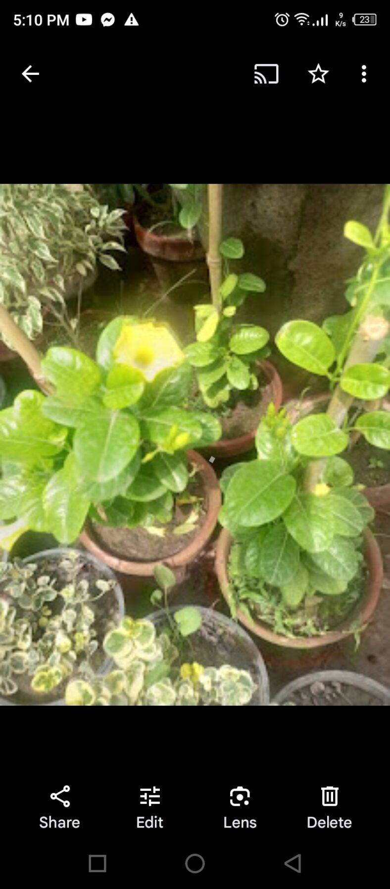 Almanda vine – Pak Plants