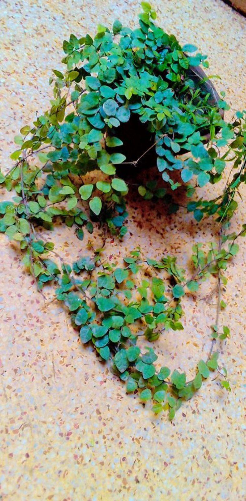 Creeping fig – Pak Plants