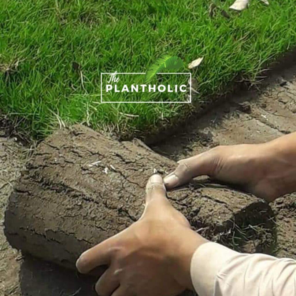 Fine Dhaka Carpet Grass – Pak Plants