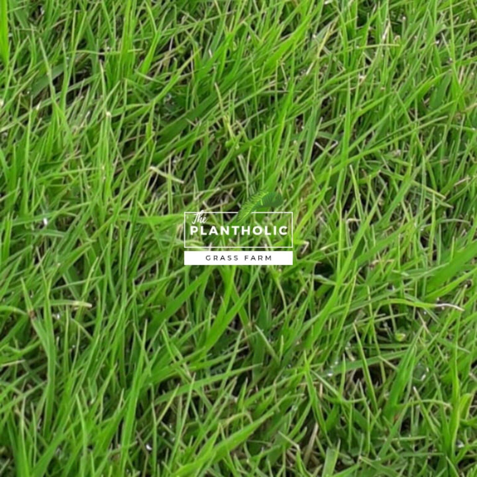 Fine Dhaka Carpet Grass – Pak Plants