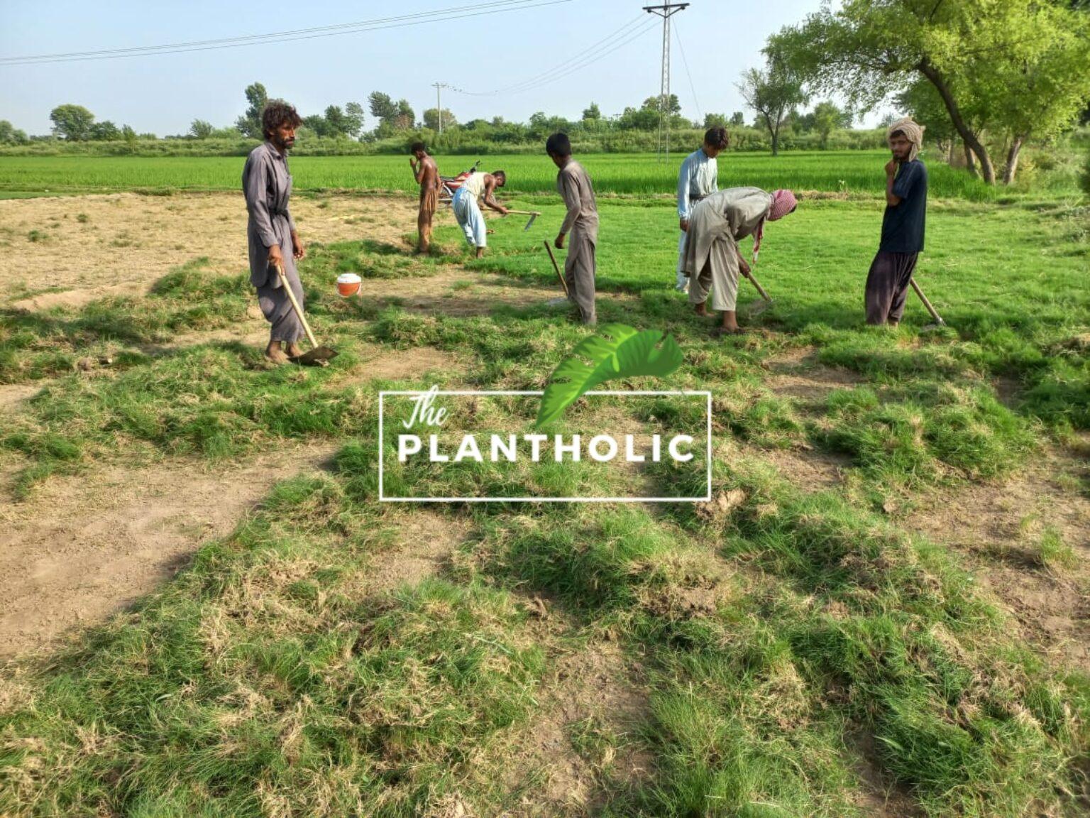 Fine Dhaka Plugging Grass – Pak Plants