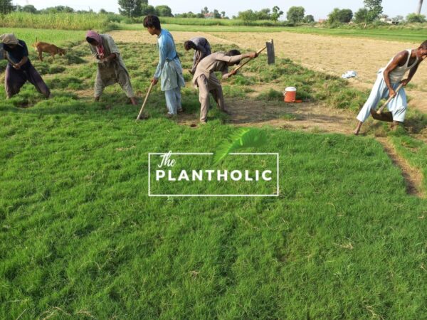 Fine Dhaka Plugging Grass – Pak Plants