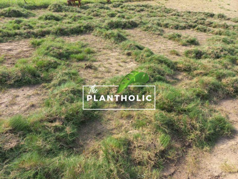Fine Dhaka Plugging Grass – Pak Plants