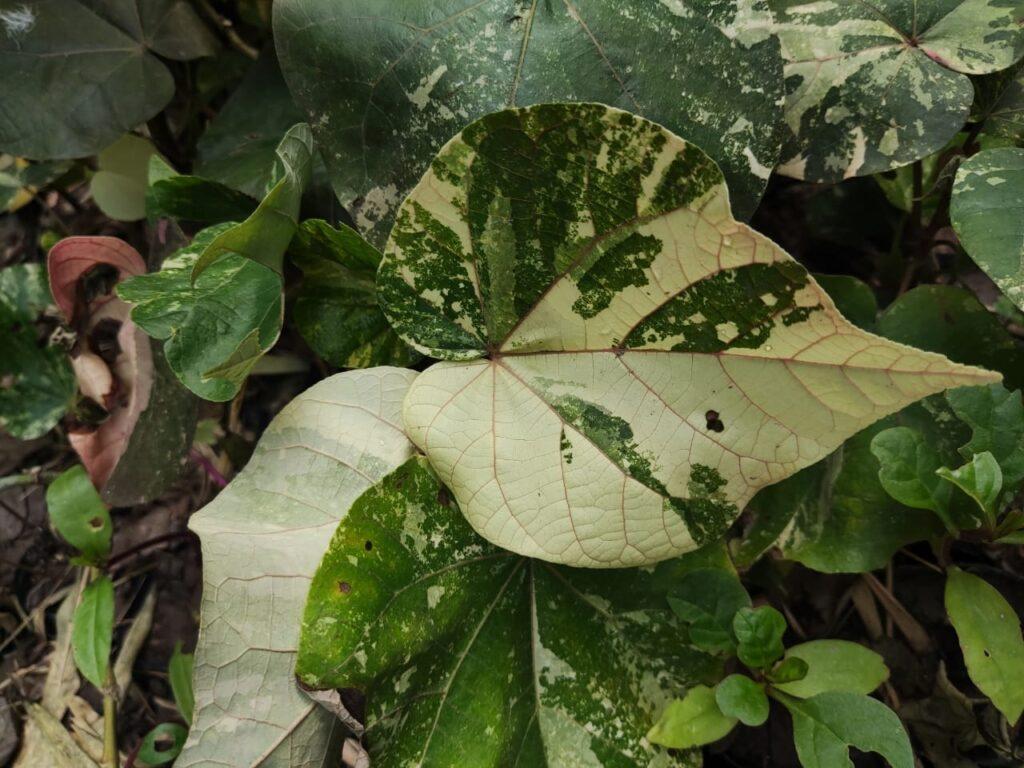 variegated hibiscus tree – Pak Plants