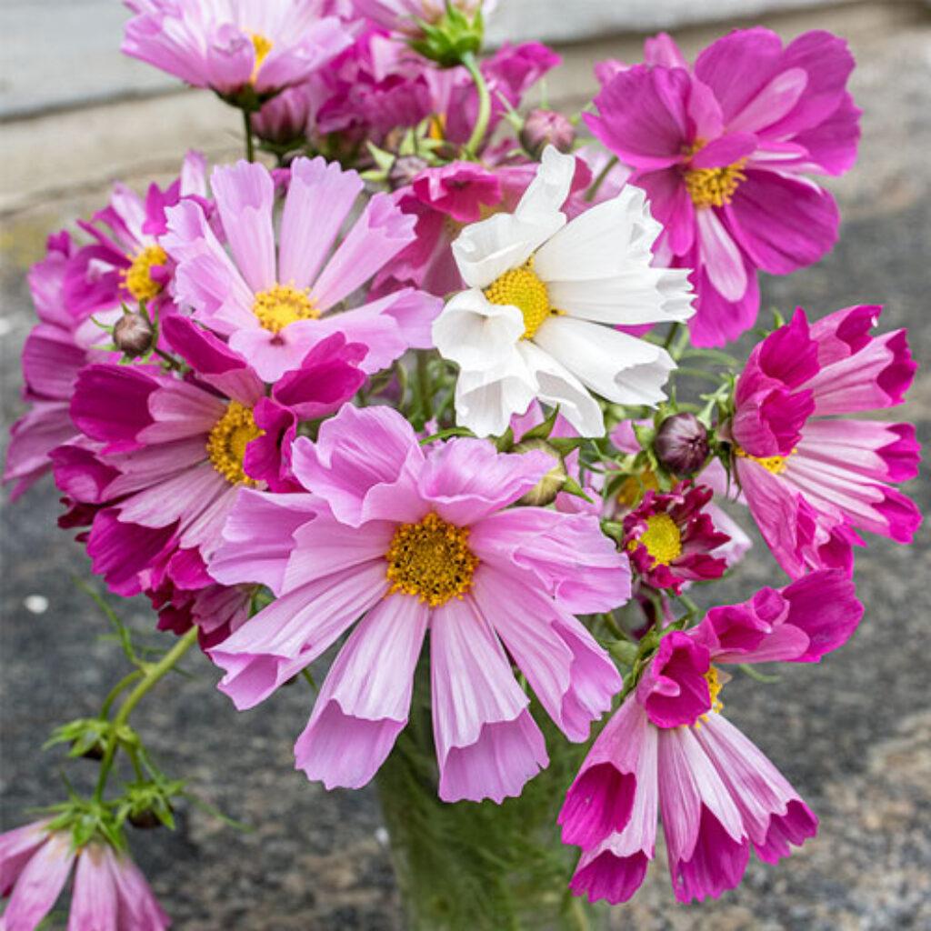 Cosmos Sea Shell – Pak Plants