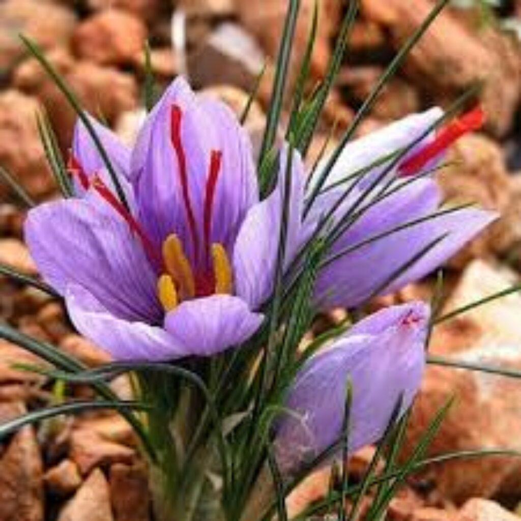 Zafran bulb – Pak Plants
