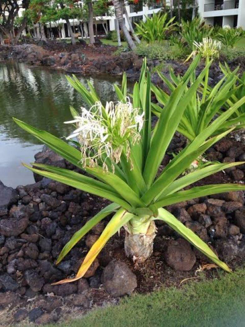 Cranium lily Mother bulb – Pak Plants