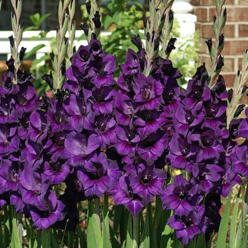 Purple Color Glad Bulbs – Pak Plants
