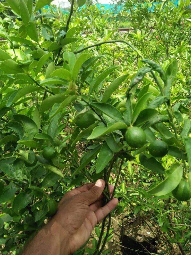 Lemon plant – Pak Plants