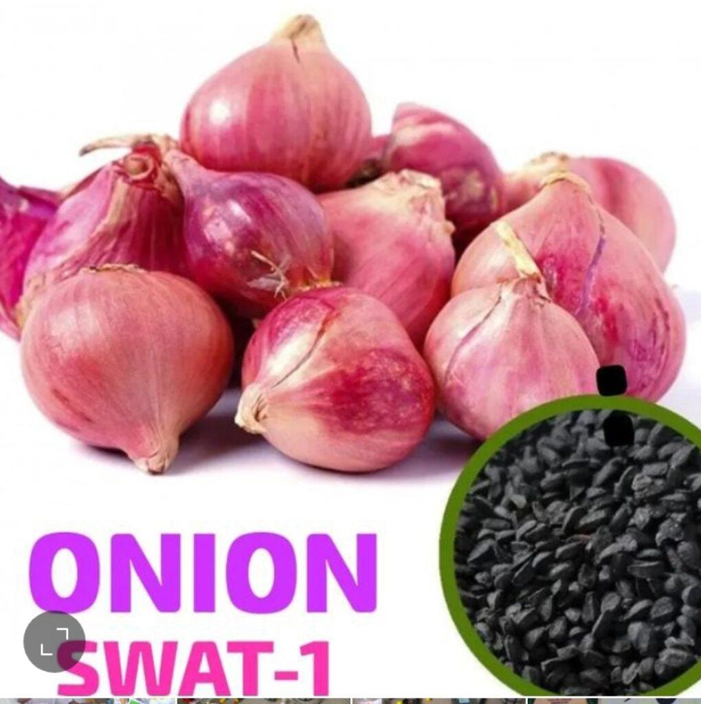Onion Seeds SWAT- ONE Price in Pakistan - Pak Plants