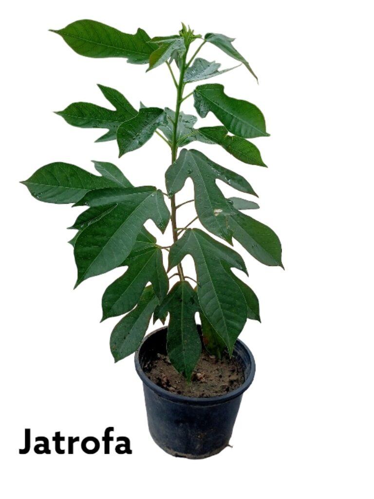Jatropha Plant Price in Pakistan : Buy Jatrofa Now