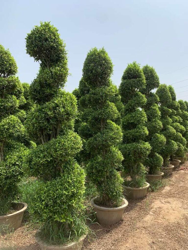 Ficus spiral – Pak Plants