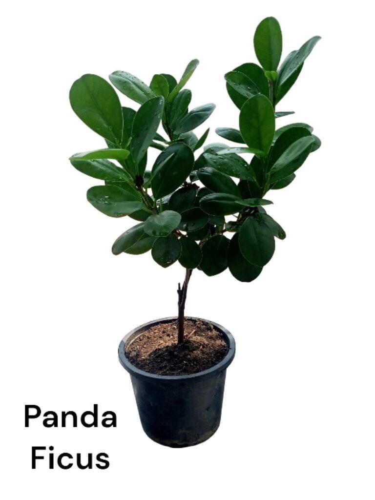 Panda Ficus for Bonsai Plant Price in Pakistan - Pak Plants