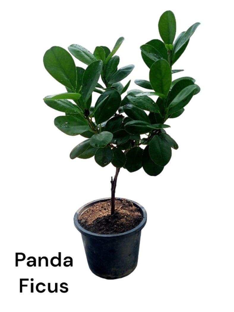 Panda Ficus for Bonsai Plant Price in Pakistan - Pak Plants