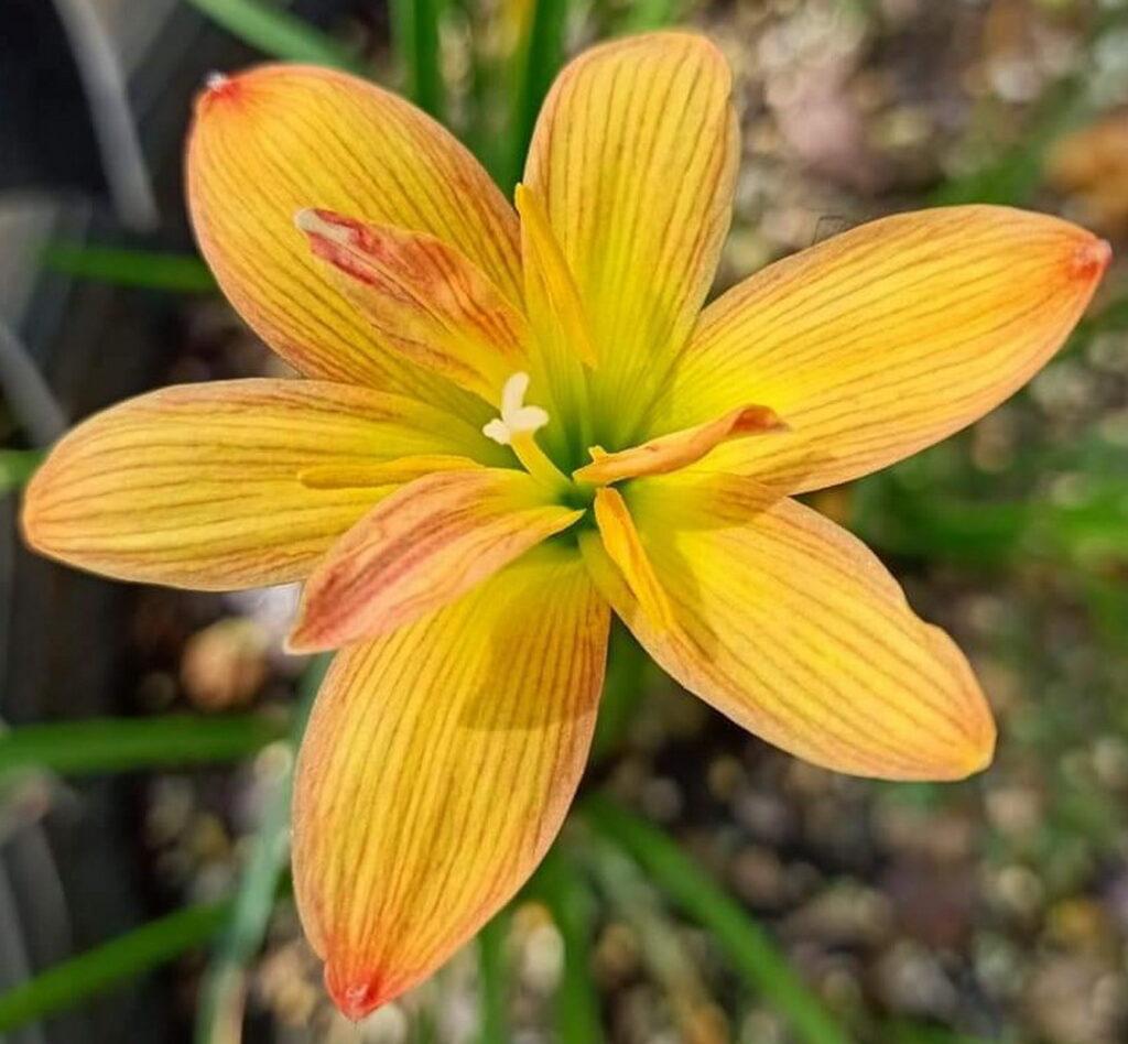 Rain Lilly Bulbs – Pak Plants