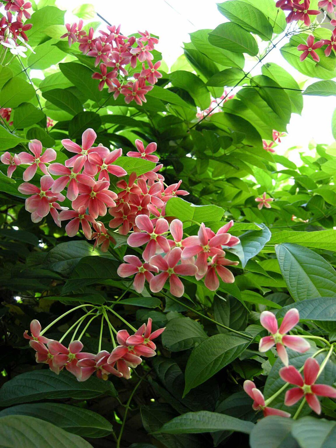 Rangoon Creeper – Pak Plants