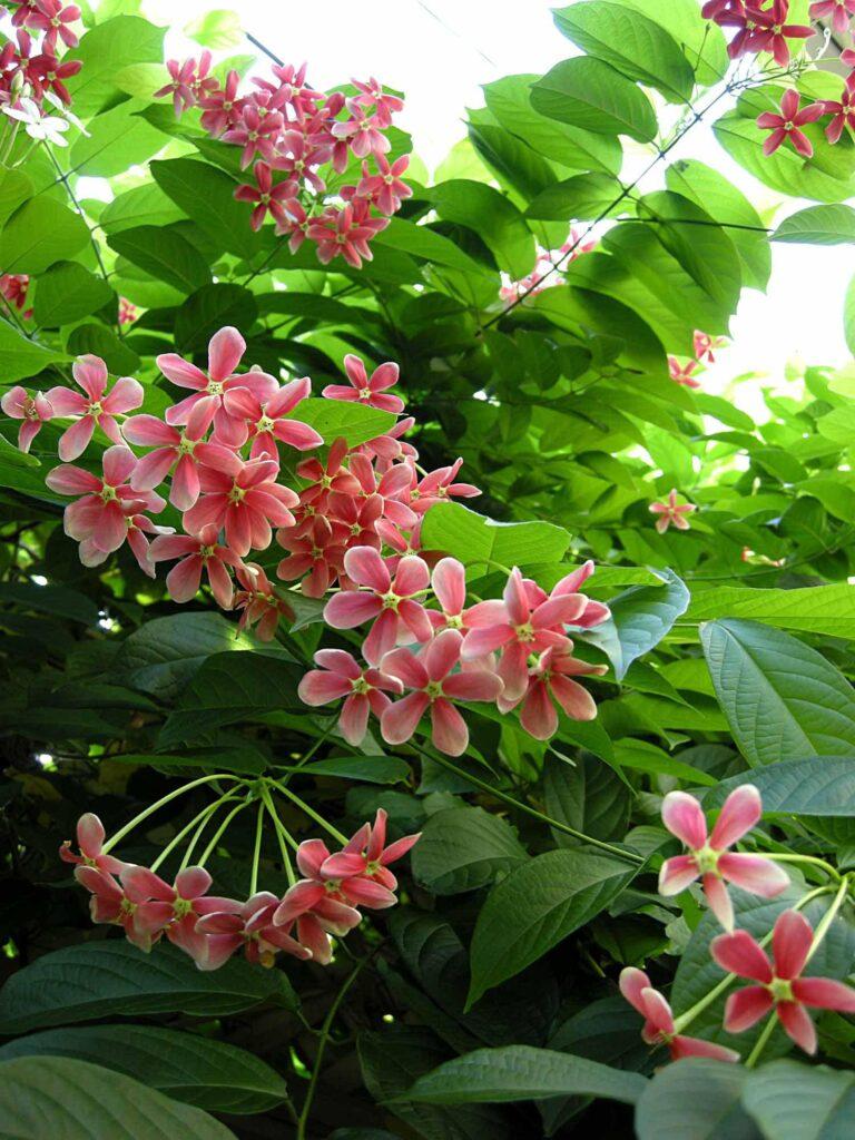 Rangoon Creeper – Pak Plants