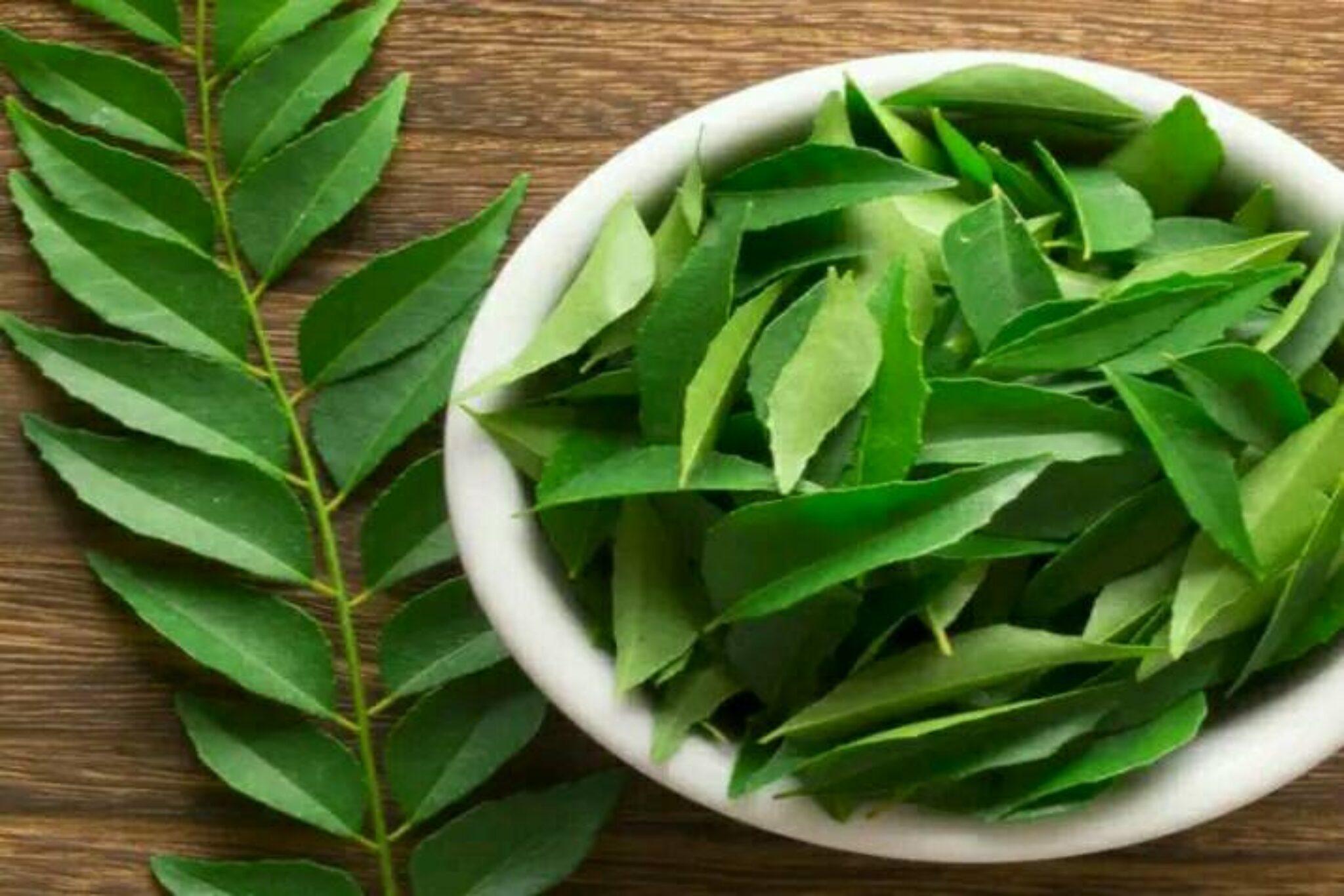 Kari patta seeds – Pak Plants