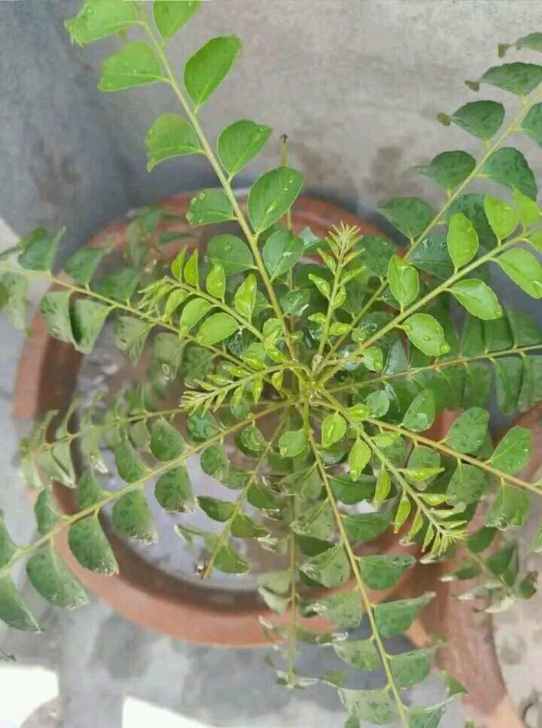 Kari patta seeds – Pak Plants