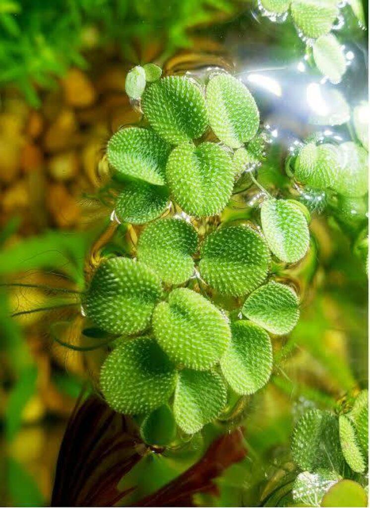 Salvina – Pak Plants