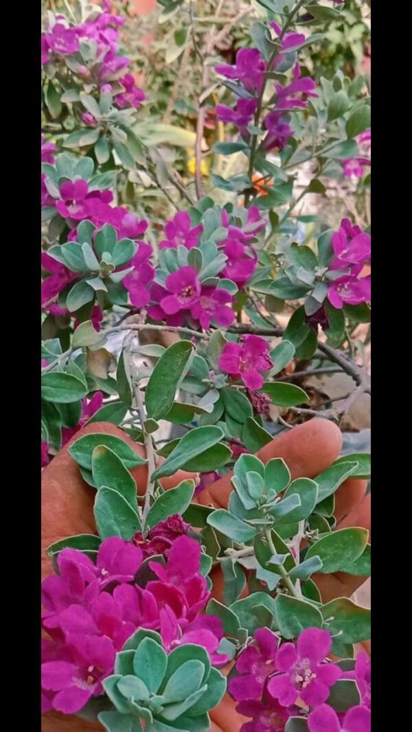 Dwarf Basket – Pak Plants