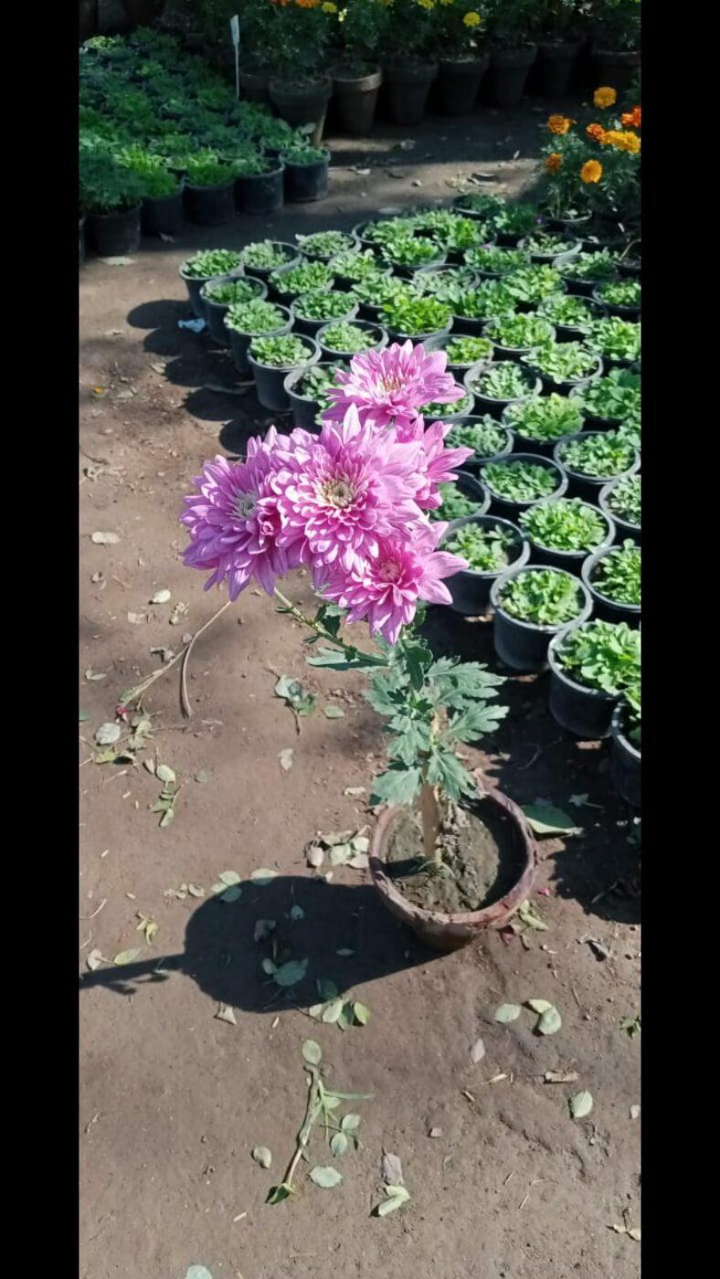 Gul e Daudi – Pak Plants