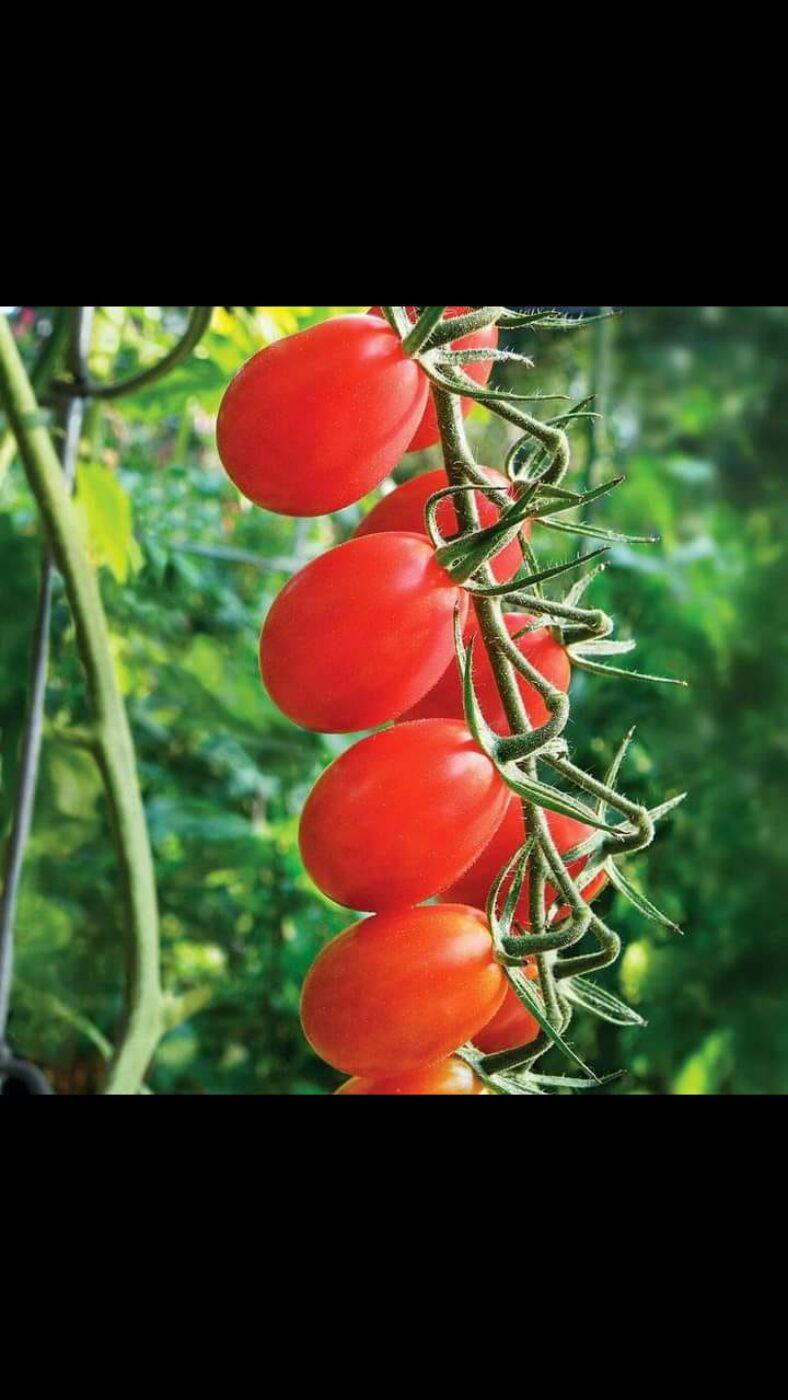 Log Leaf Tomato Seeds – Pak Plants