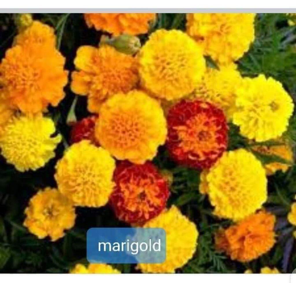 Mari Gold – Pak Plants