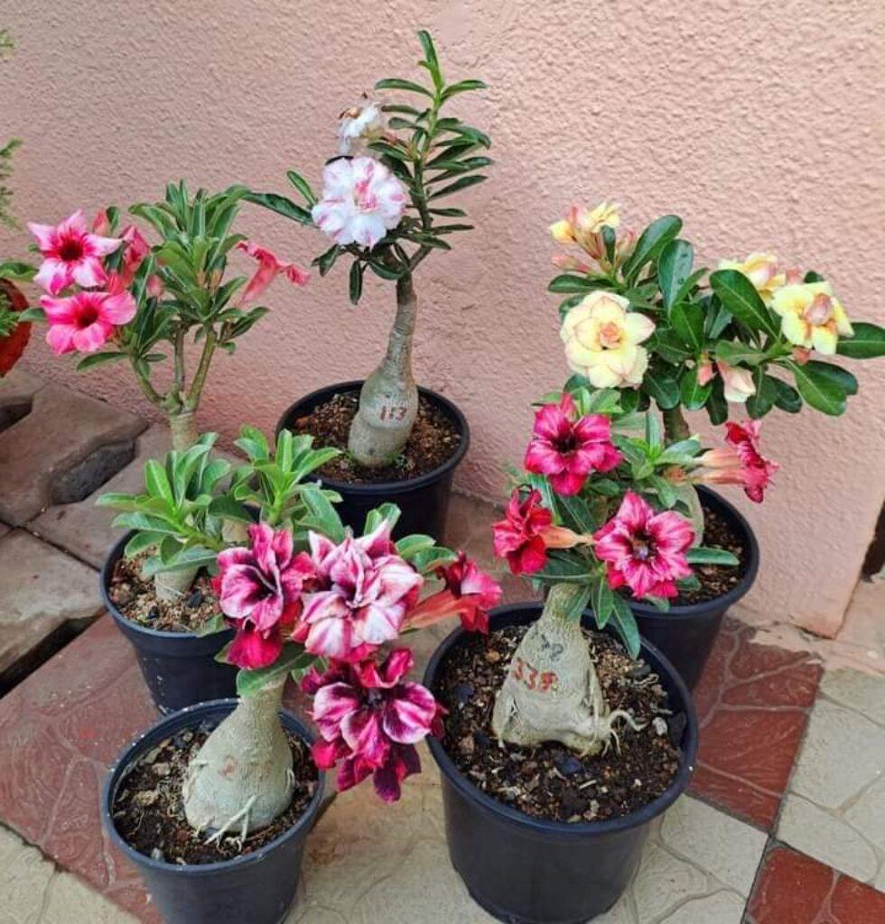 Adenium Plants – Pak Plants