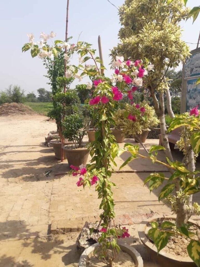 Bugan Vin – Pak Plants