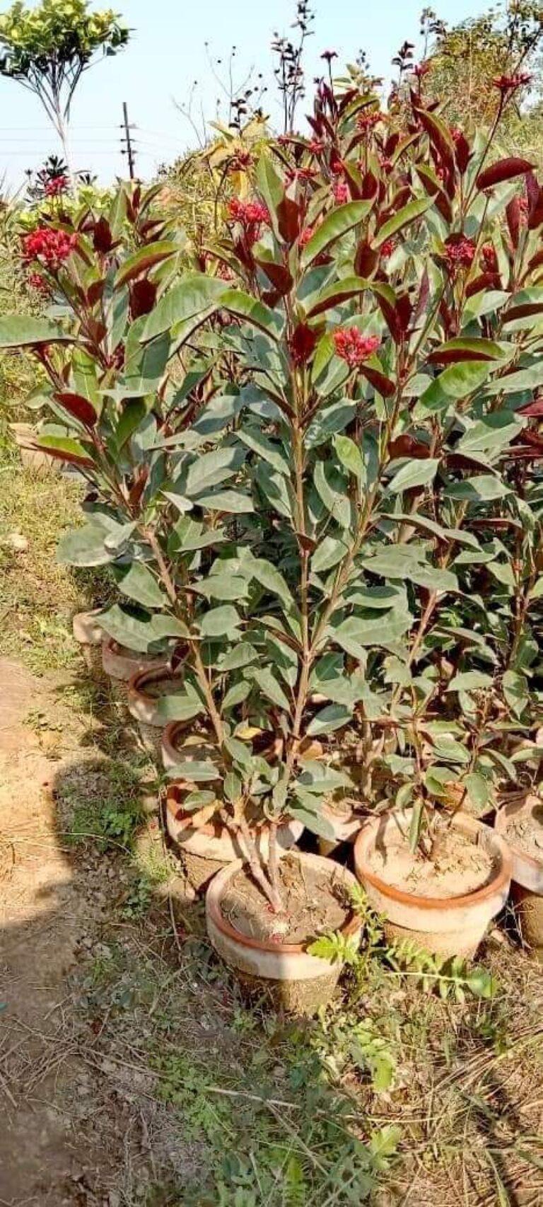 Flowering Plant – Pak Plants