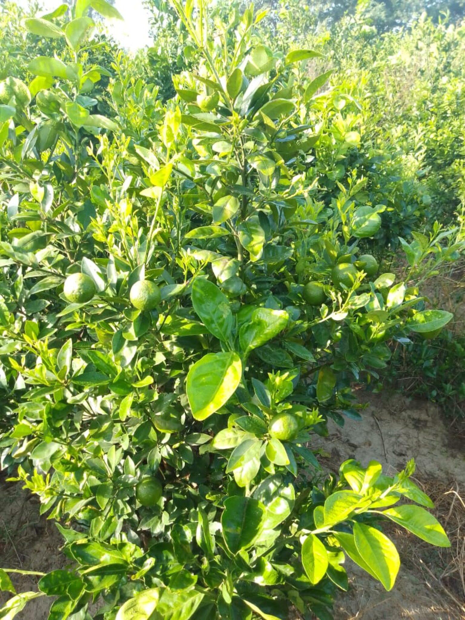 Metha Fruit Plant – Pak Plants