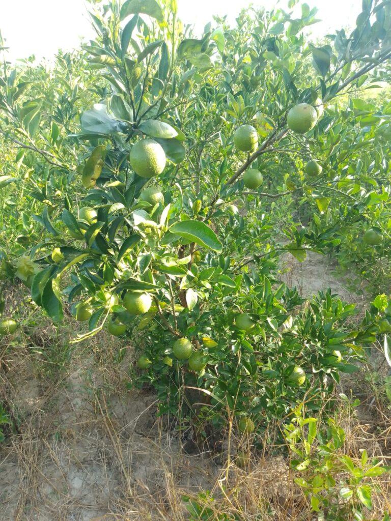 Musami Fruit Plant – Pak Plants