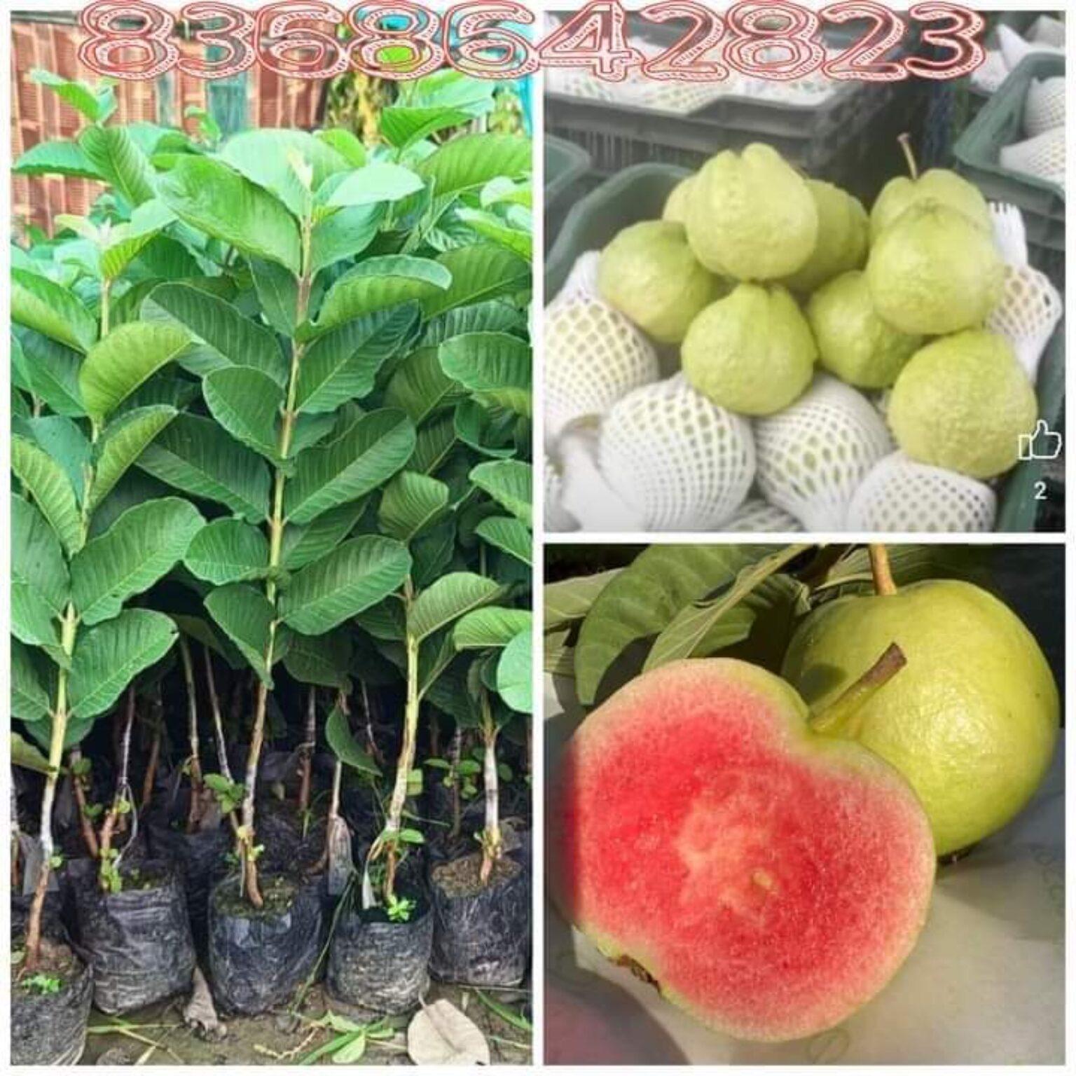 Pink Amrood – Pak Plants