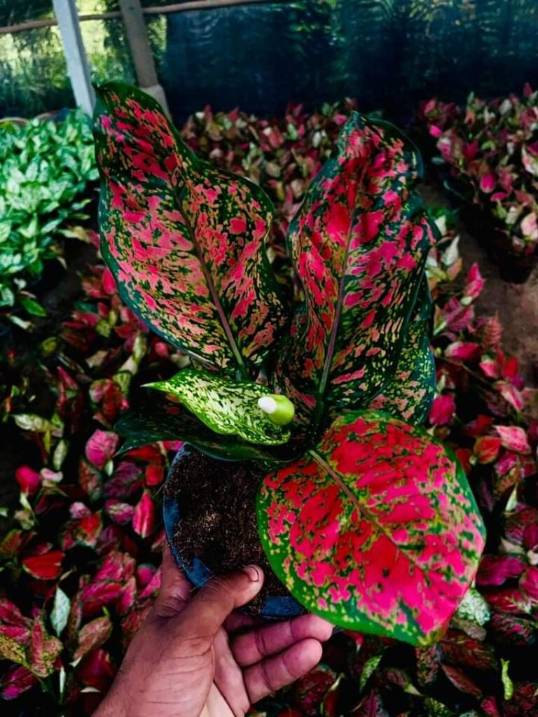 Aglonema Red Star – Pak Plants