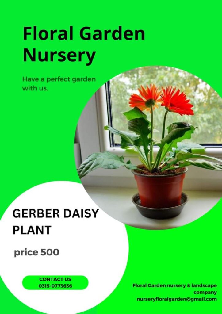 GerBer Daisy – Pak Plants