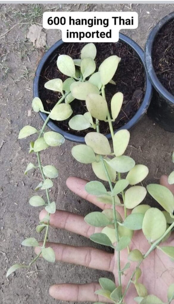 Hanging Thai important – Pak Plants