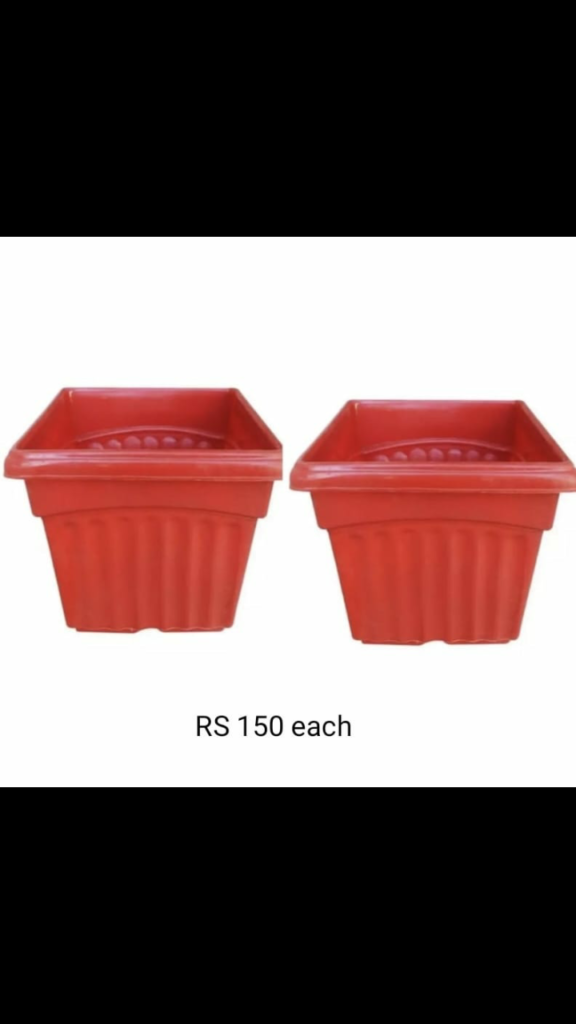 Small kayari – Pak Plants